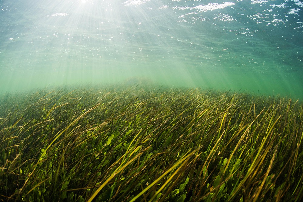 Flora y Fauna del Mar Menor: Un Tesoro Natural