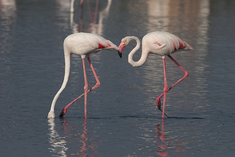 Flora y Fauna del Mar Menor: Un Tesoro Natural